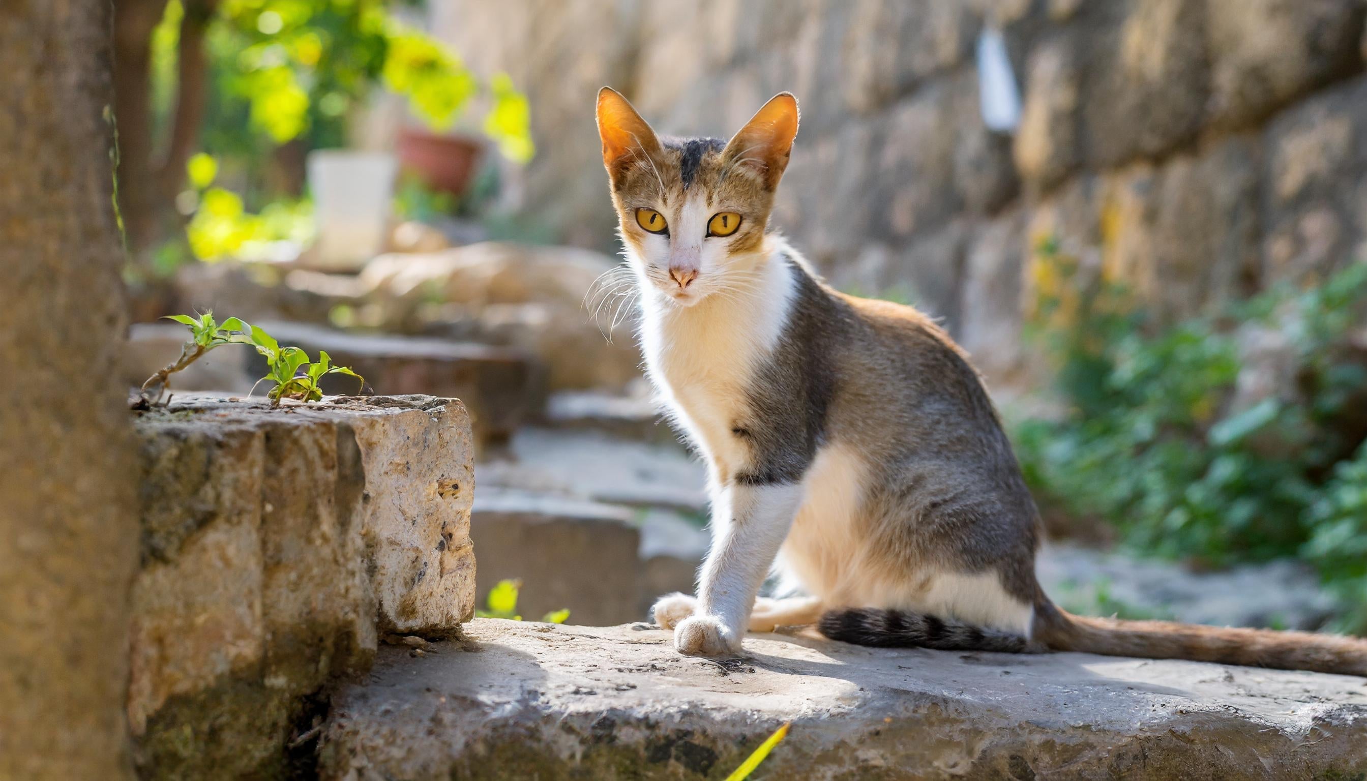 Old Cat Syndrome – Nature's Farmacy