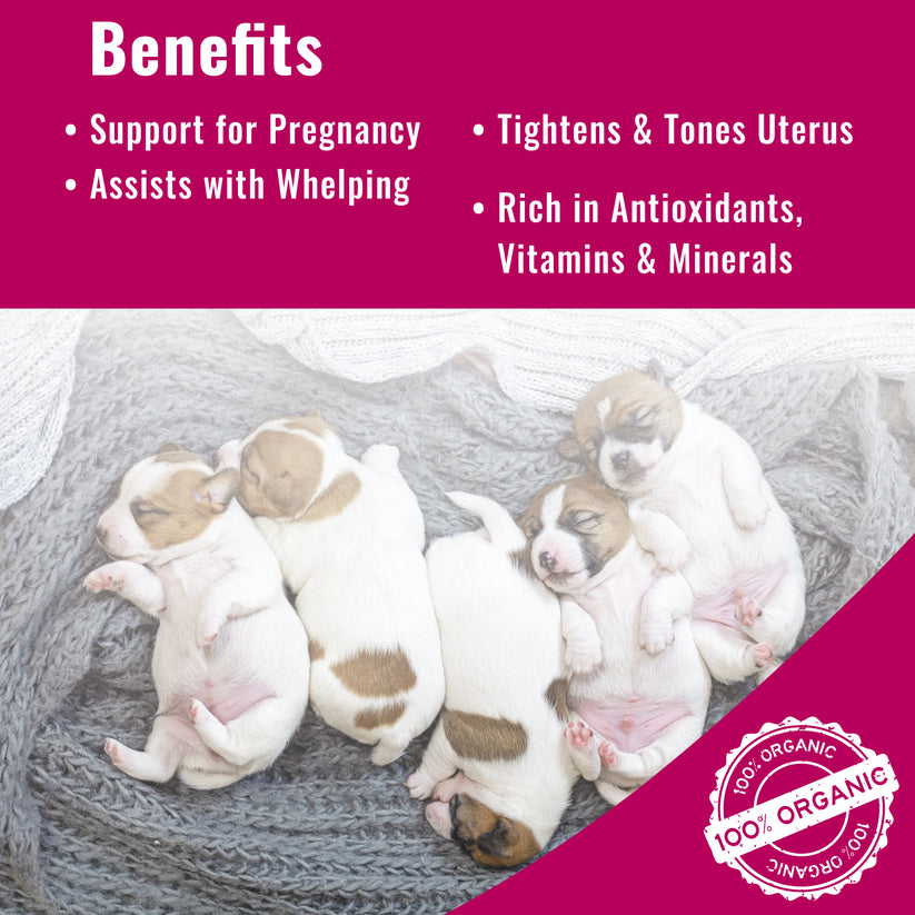 Organic Red Raspberry Leaf Powder – Nature's Farmacy