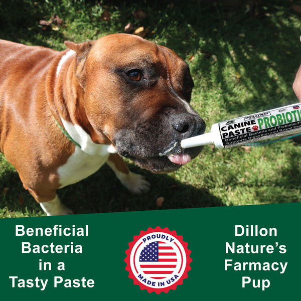 Dogzymes Canine Probiotic Paste – Nature's Farmacy